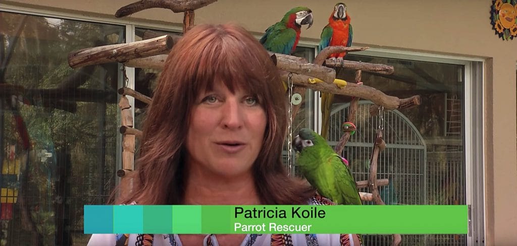 Home - Patty's Parrot Palace